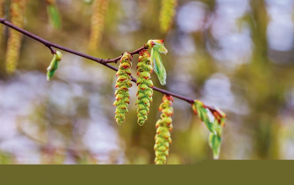 O forță a naturii – Mugurele de Carpen - Formula AS