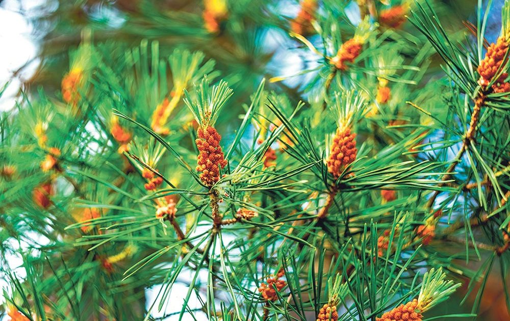 Sănătate cu muguri de primăvară - Formula AS