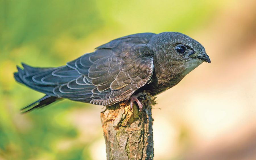 ROMÂNIA NECUNOSCUTĂ - Povești fabuloase, cu păsări și animale - Formula AS