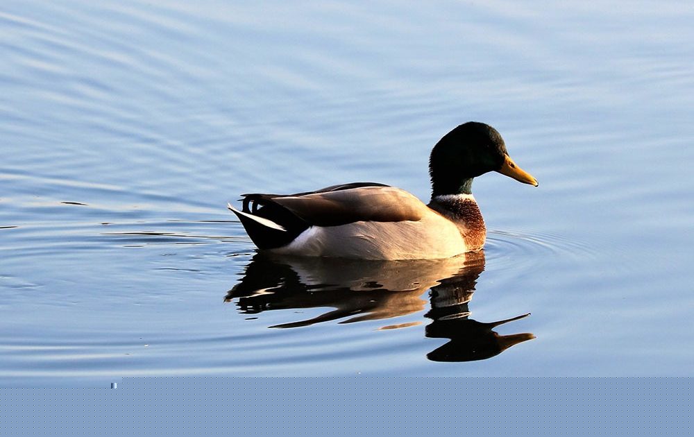 Poveste cu o rață sălbatică - Formula AS