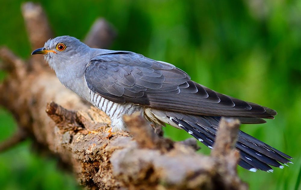 Povestea unui pui de cuc - Formula AS