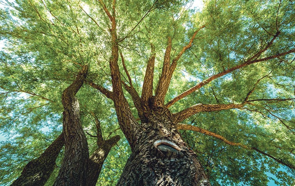 Frasinul din fața casei - Formula AS