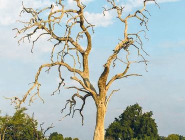 Revistă săptămânală - Formula AS