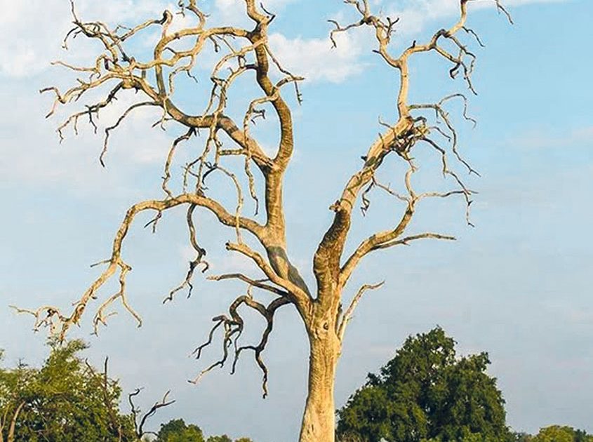 De ce mor arborii din București? - Formula AS