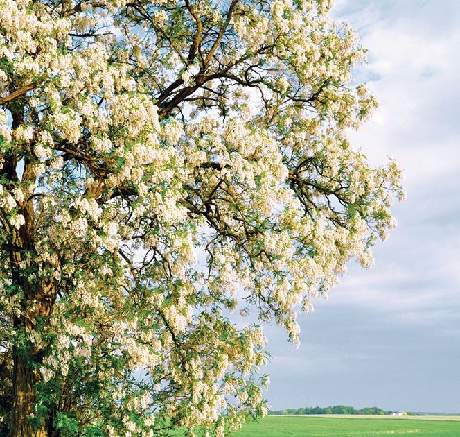 Sănătate cu flori de SALCÂM - Formula AS