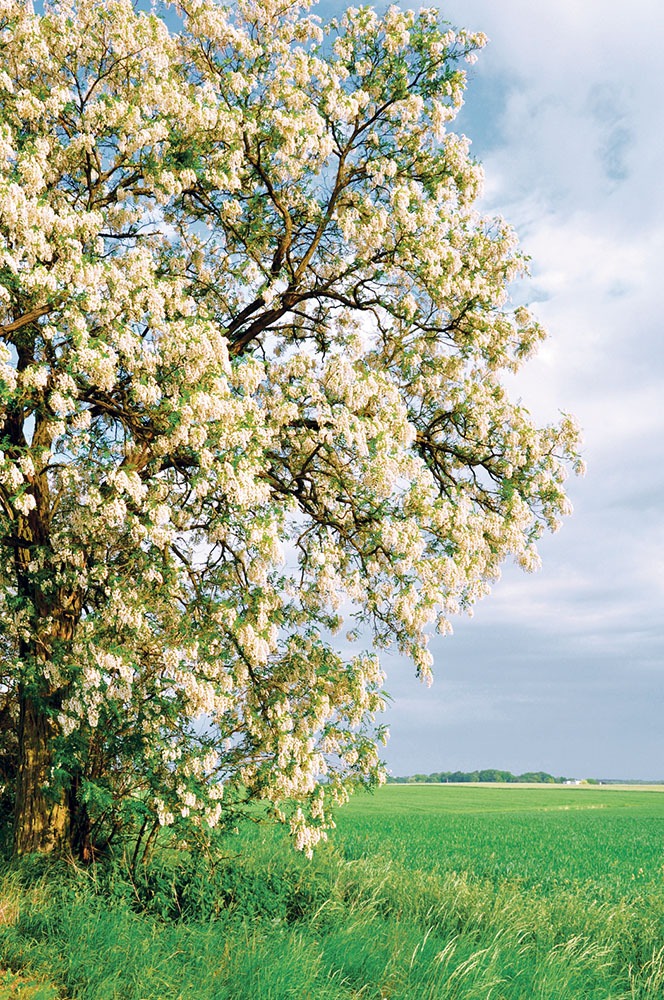 Sănătate cu flori de SALCÂM - Formula AS